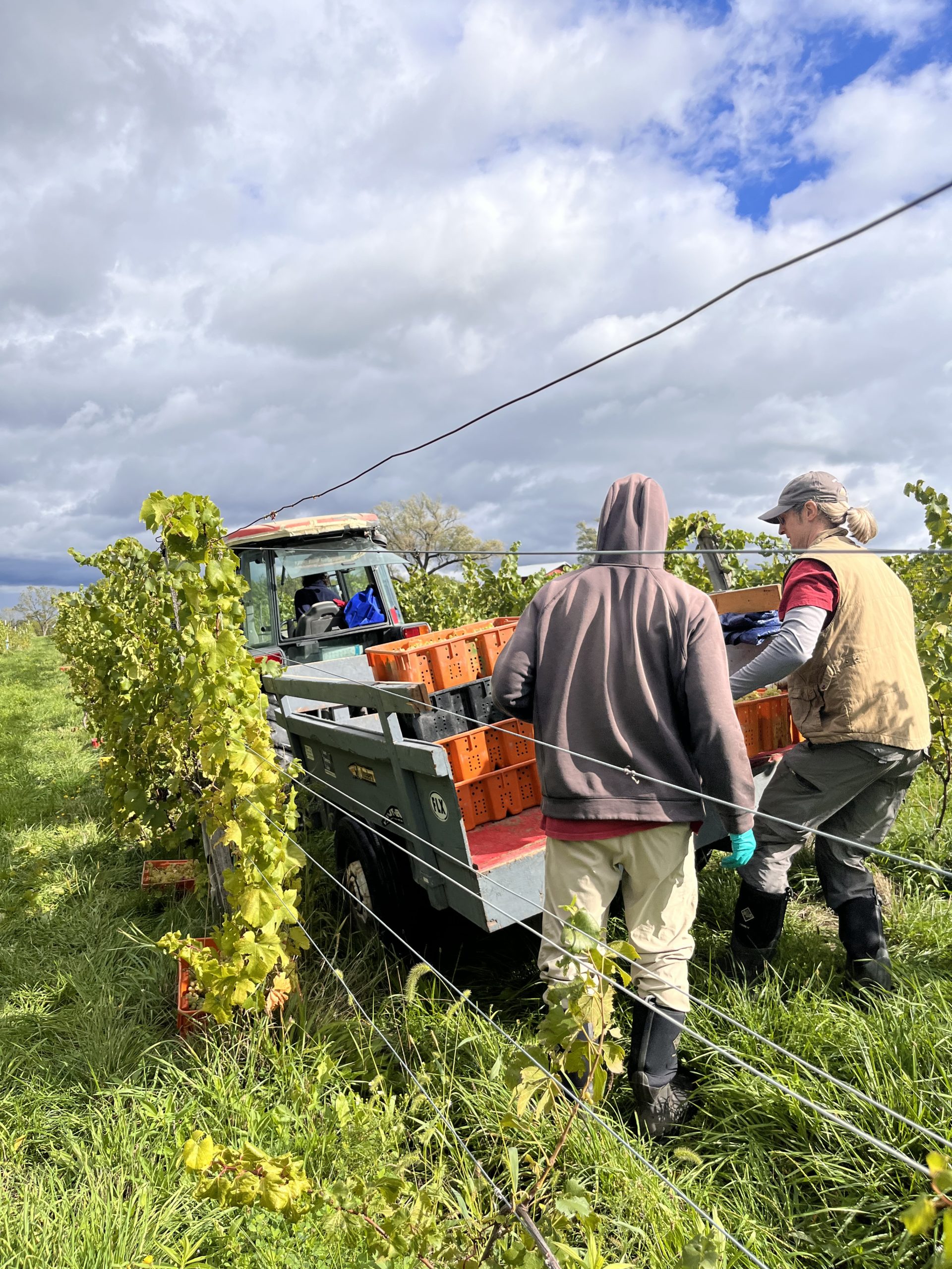 2022 Harvest Check-Ins - Silver Thread Winery